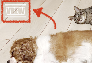 【動画編集】無料アプリ「Vrew」の使い方・写真付きでわかりやすく解説 | yuki log